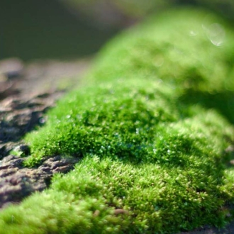 Il Muschio animale - La Via del Profumo by AbdesSalaamAttar